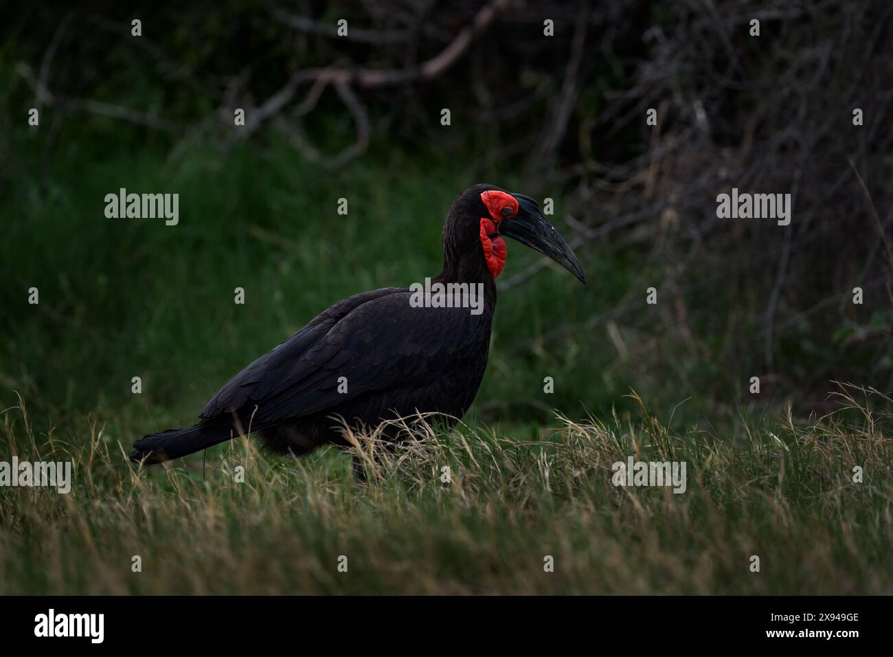 Southern ground-hornbill, Bucorvus leadbeateri, largest hornbill in the ...