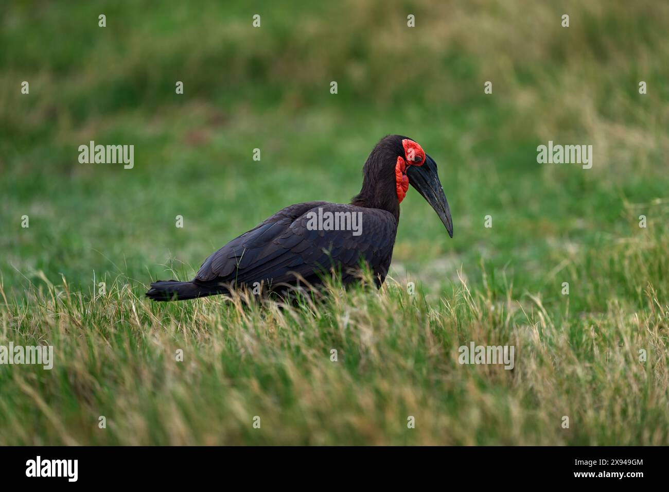 Southern ground-hornbill, Bucorvus leadbeateri, largest hornbill in the ...