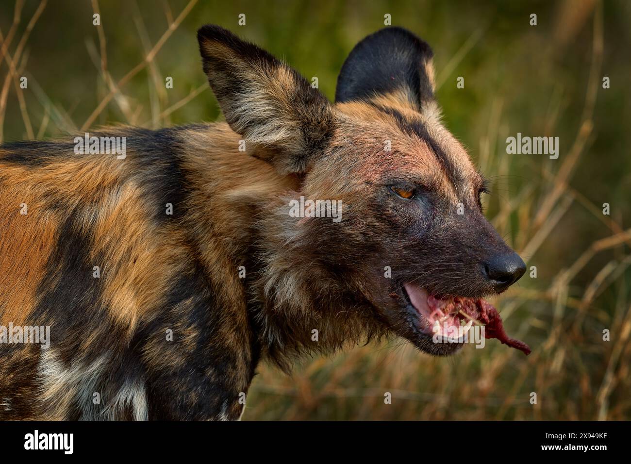 African wild dog, Lycaon pictus, detail portrait open muzzle, Mana ...