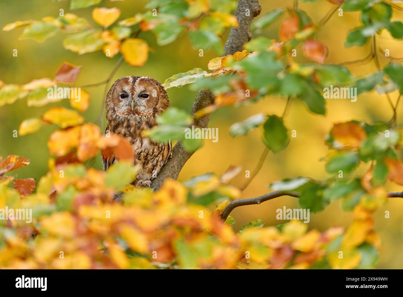 Owl, autumn wildlife. Orange yellow leaves with bird. Tawny owl hidden ...
