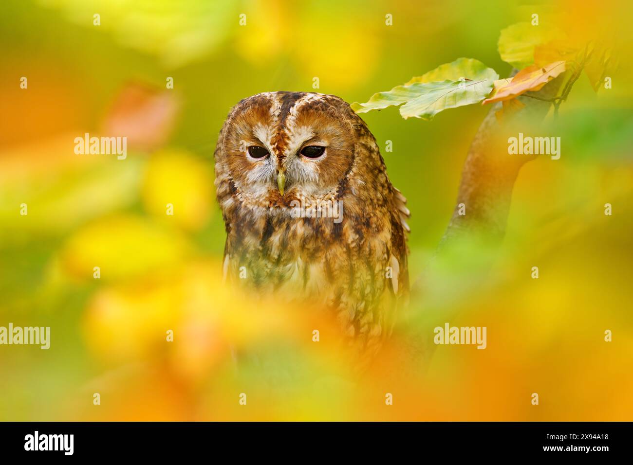autumn wildlife, owl. Orange leaves with bird. Tawny owl hidden in the ...