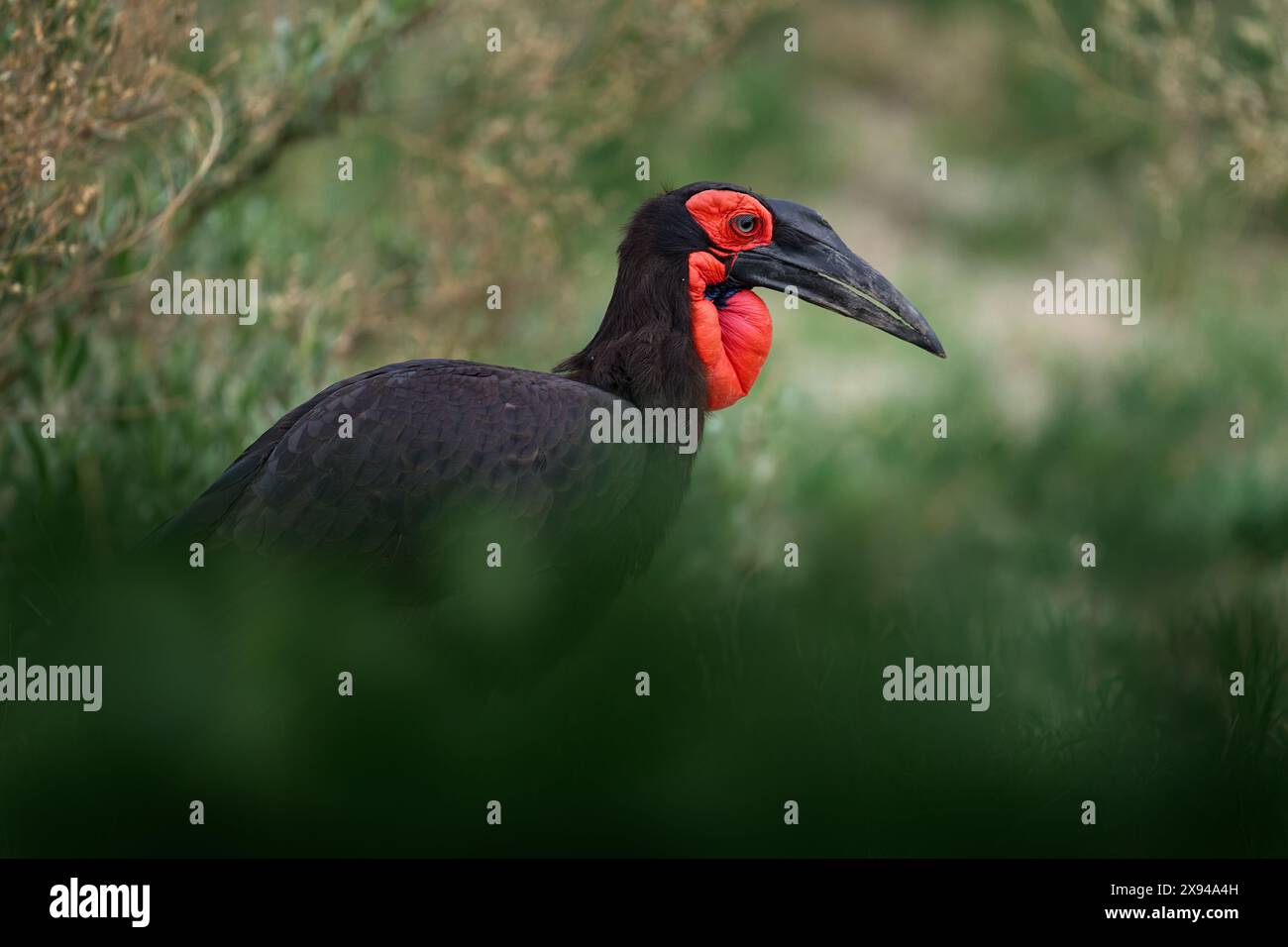 Big bill bird from Africa. Southern ground-hornbill, Bucorvus ...