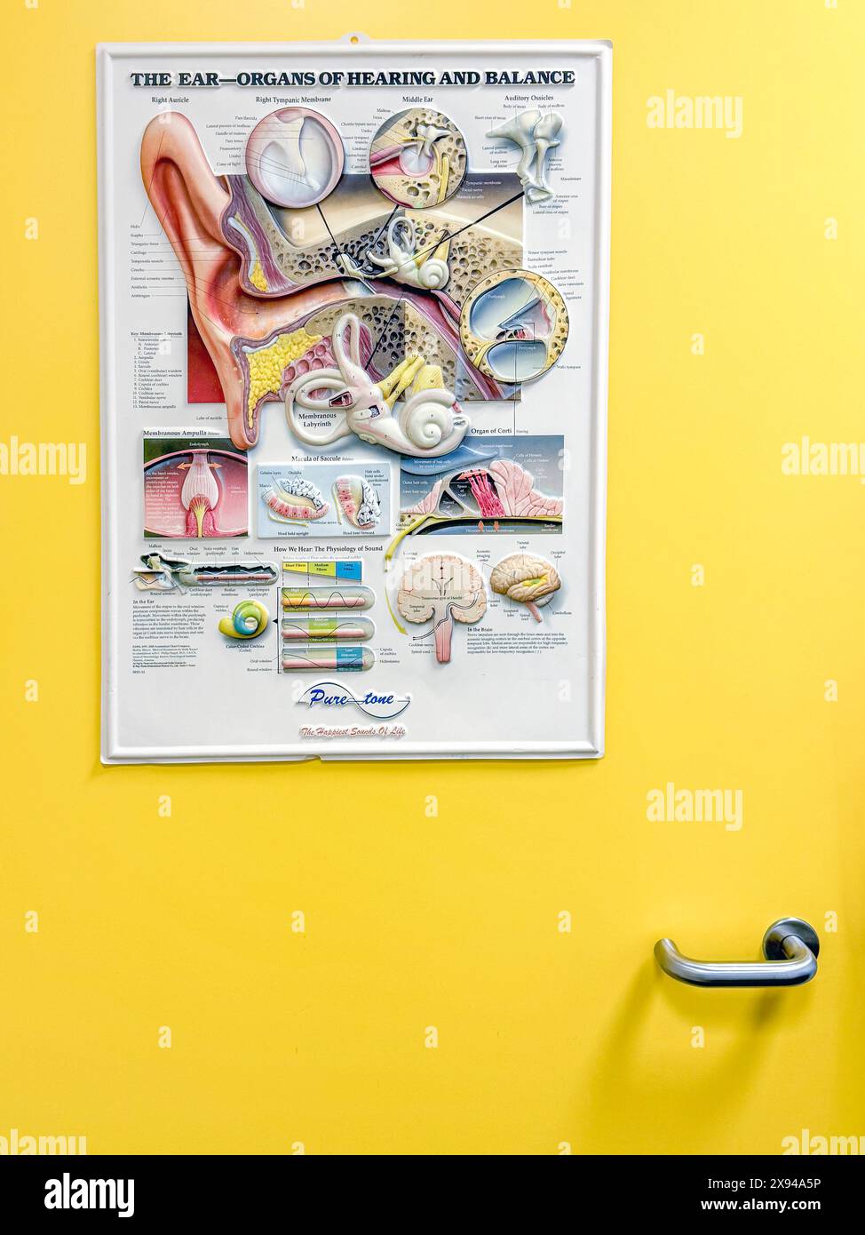 Mounted poster of the anatomy of human ear Stock Photo - Alamy