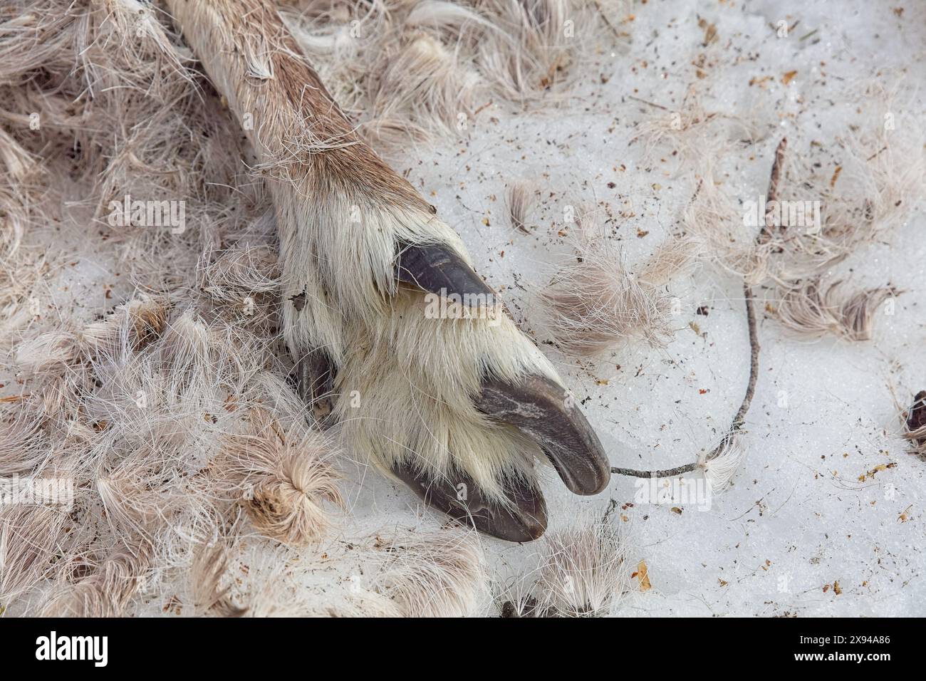 Closeup of hooves of reindeer carcase at Aittakuru in lying in snow in ...