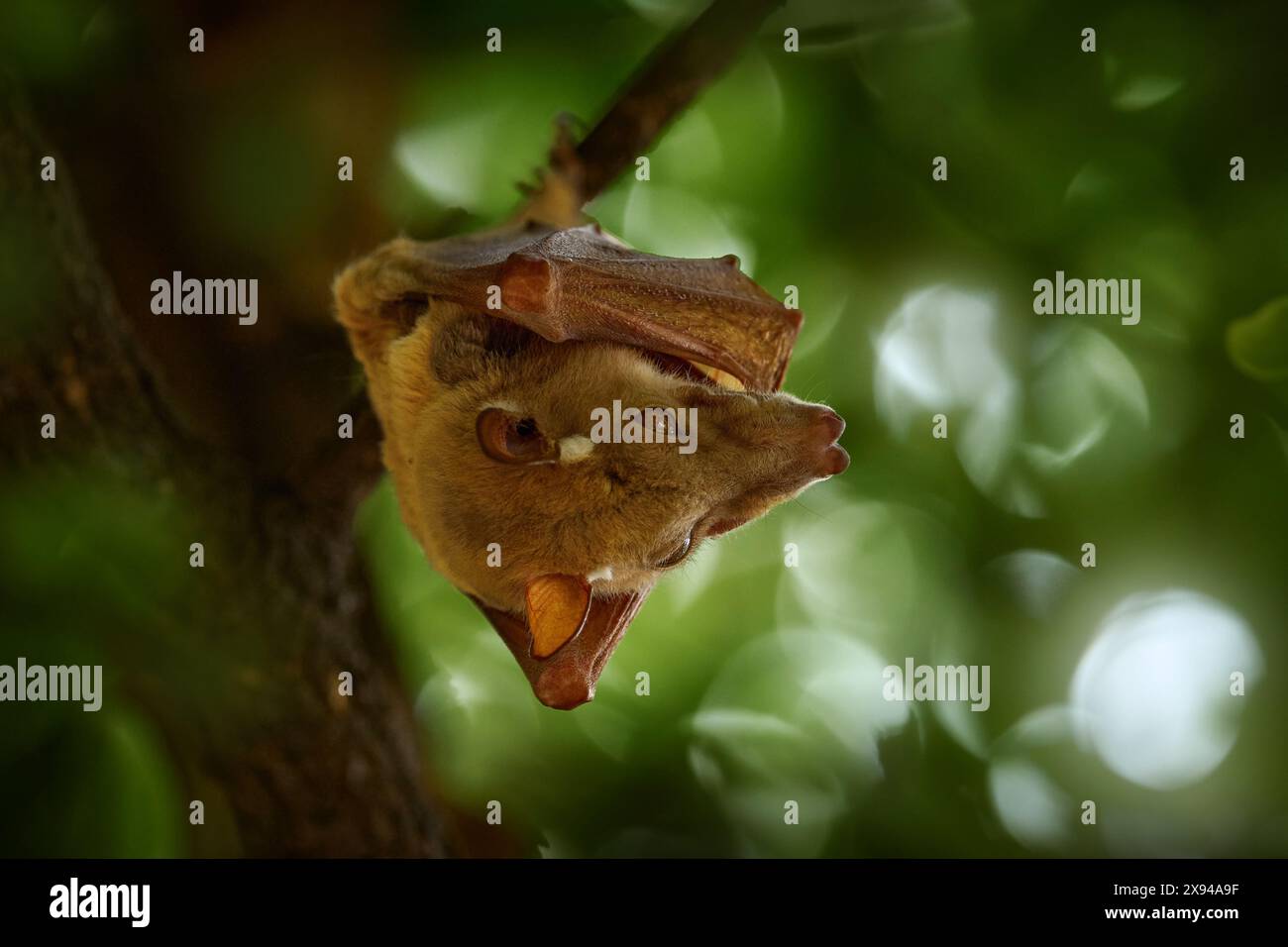 Peters's epauletted fruit bat, Epomophorus crypturus, species of ...