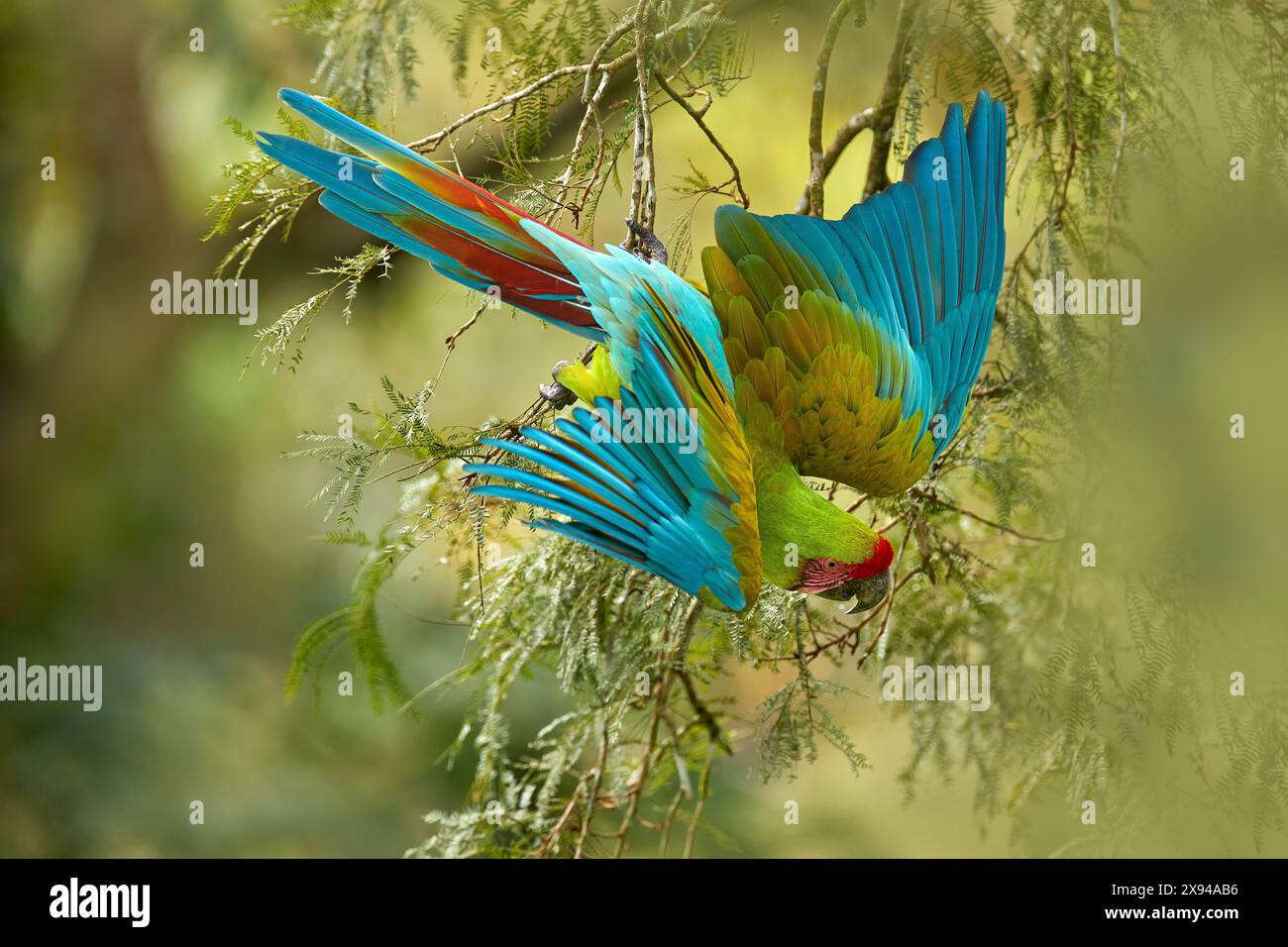 Wildlife Costa Rica, green macaw parrot. Ara ambigua fly, green parrot ...