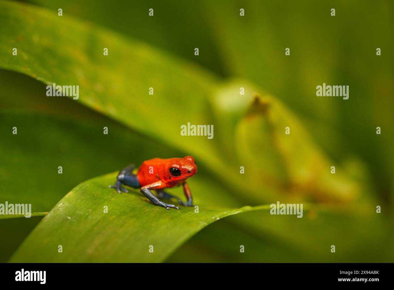 Red blue small poison frog on the green leaves. Red Strawberry poison ...