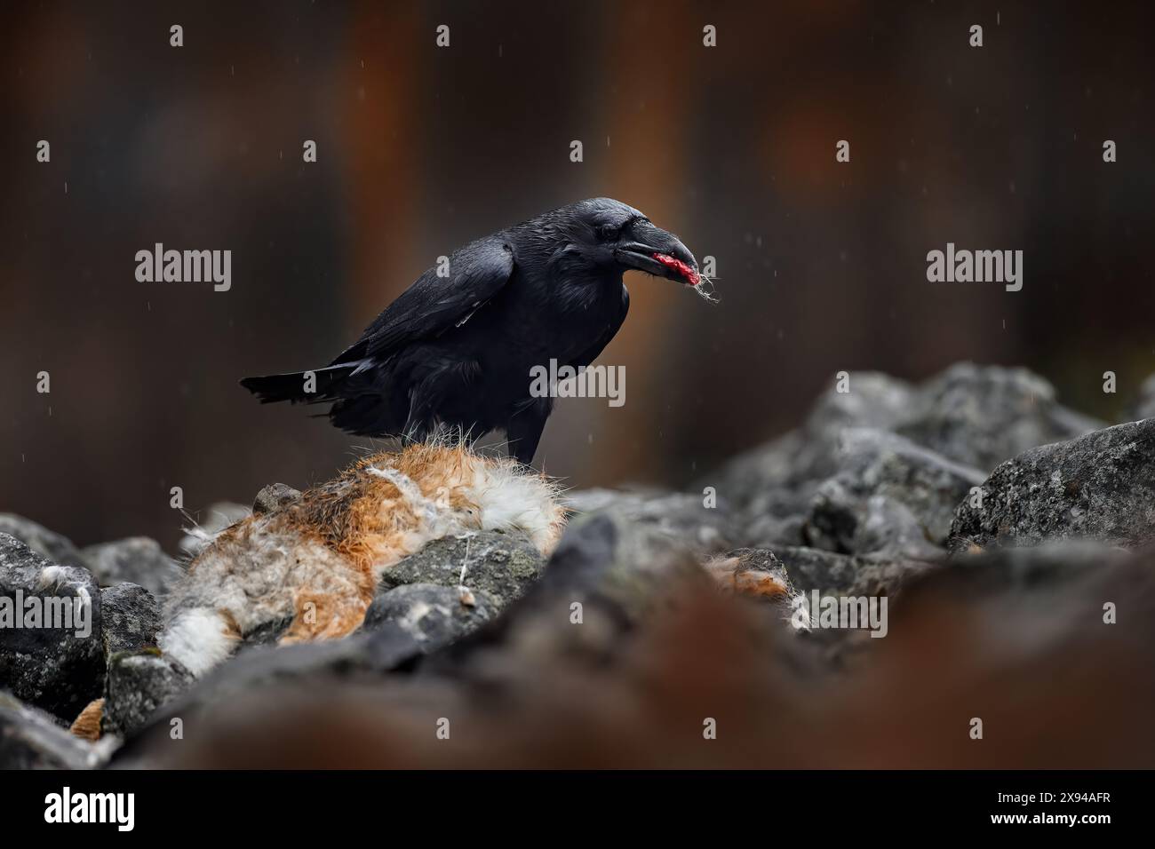Raven with dead European hare, carcass in the rock stone forest. Black ...