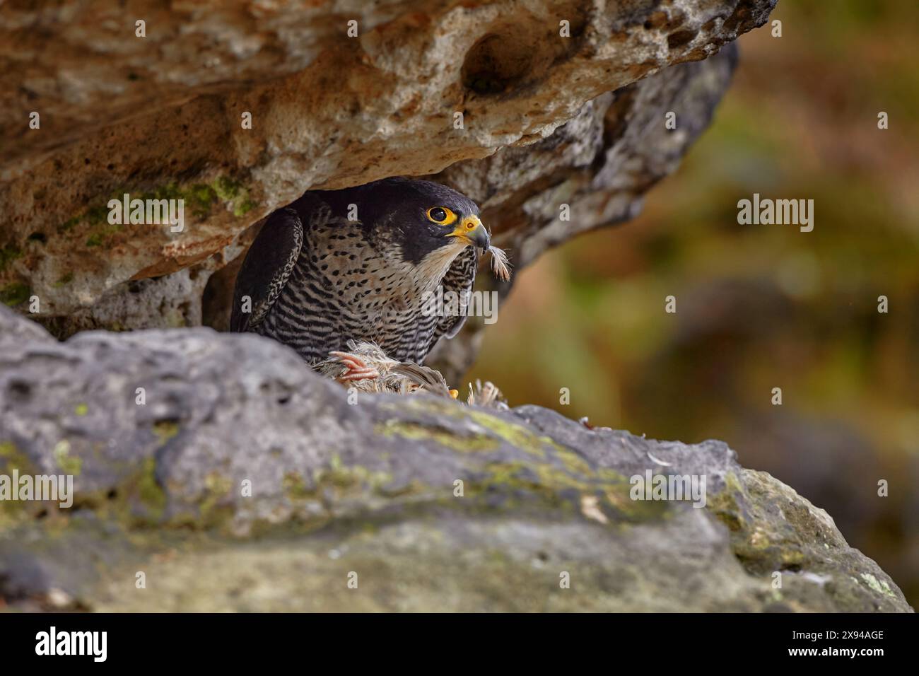 Peregrine Falcon sitting on the rock with caught bird. Bird of prey ...