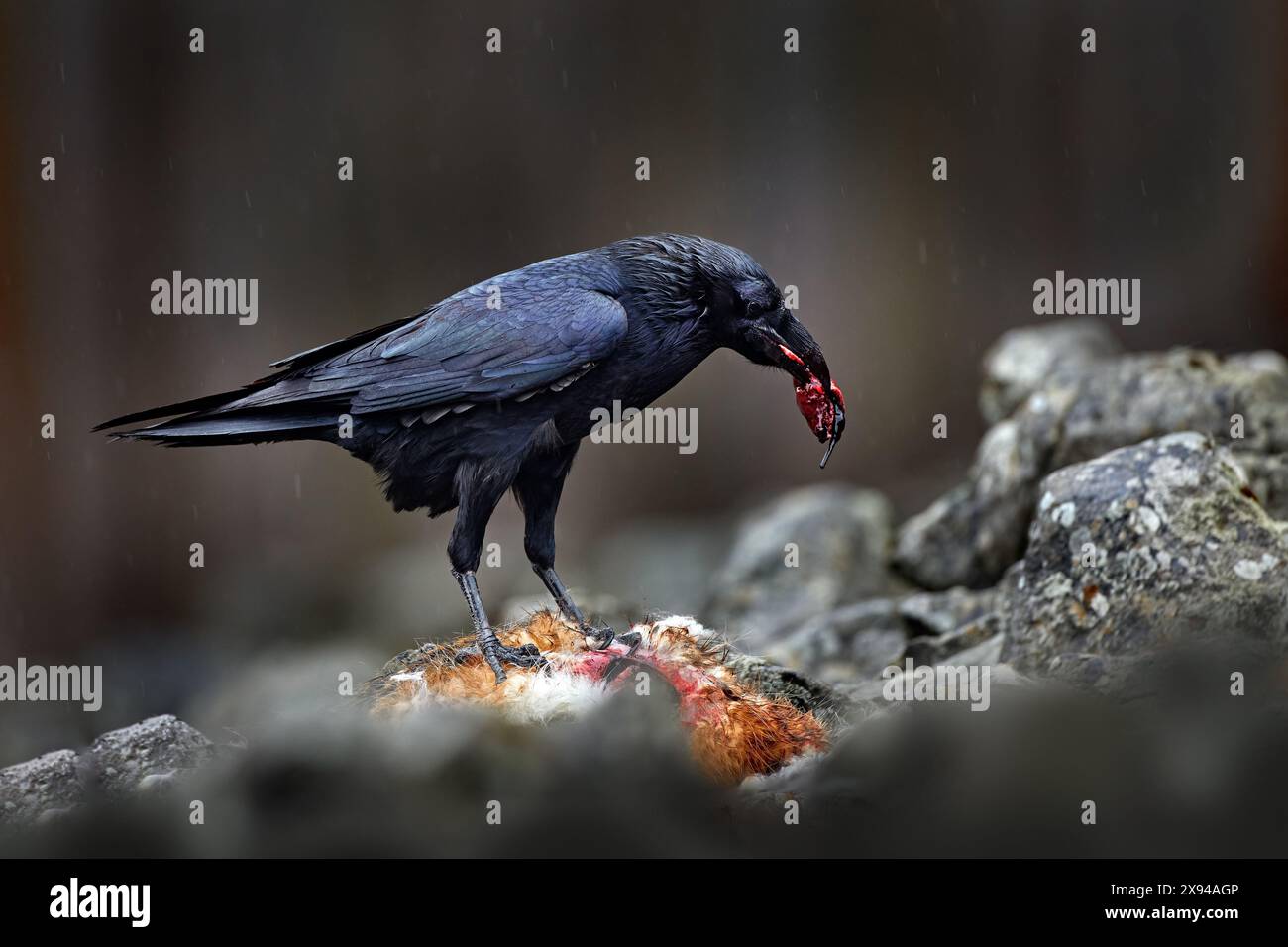 Raven with dead European hare, carcass in the rock stone forest. Black ...