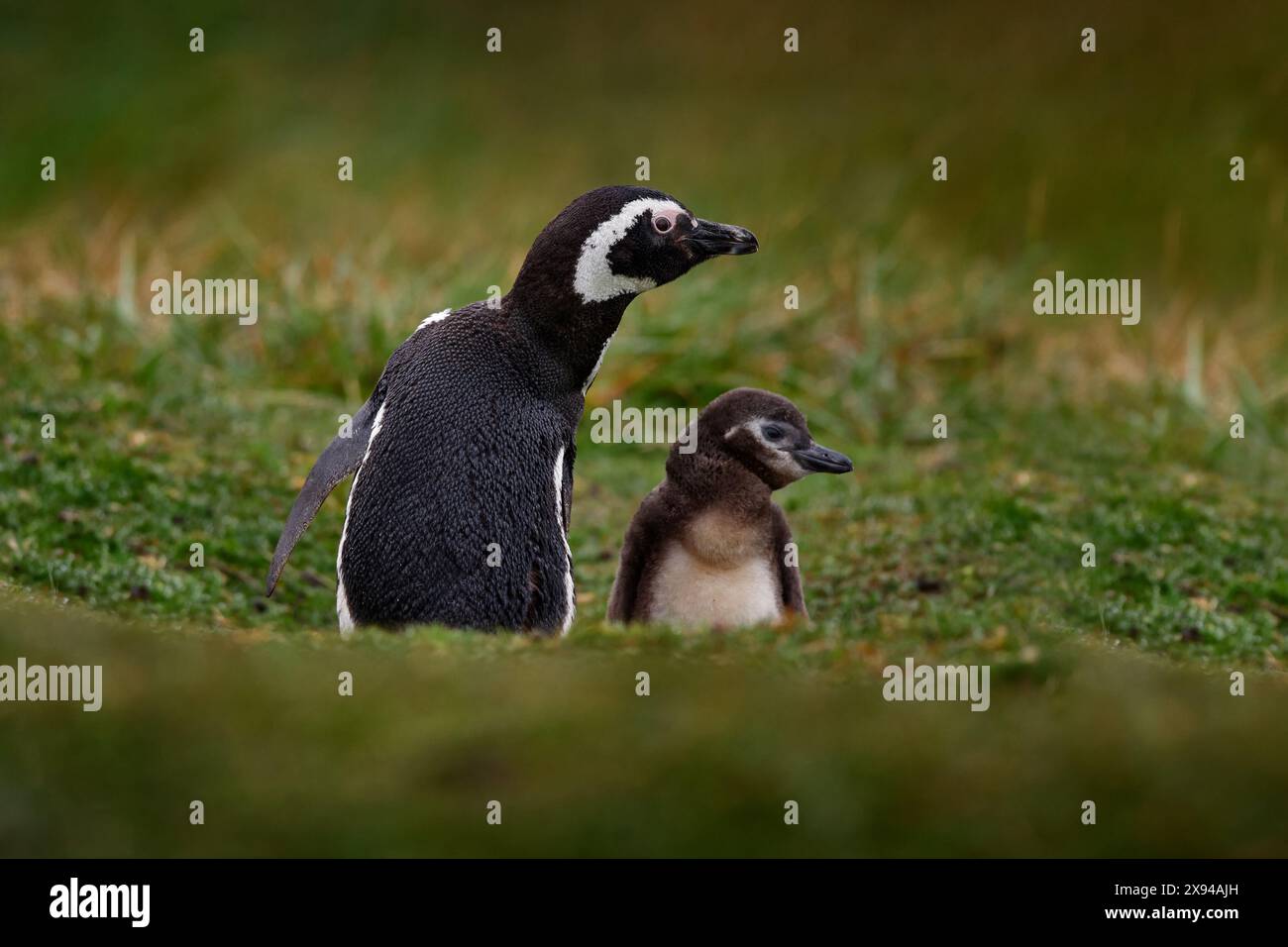 Two birds in the nesting ground hole, babies with mother, Magellanic ...