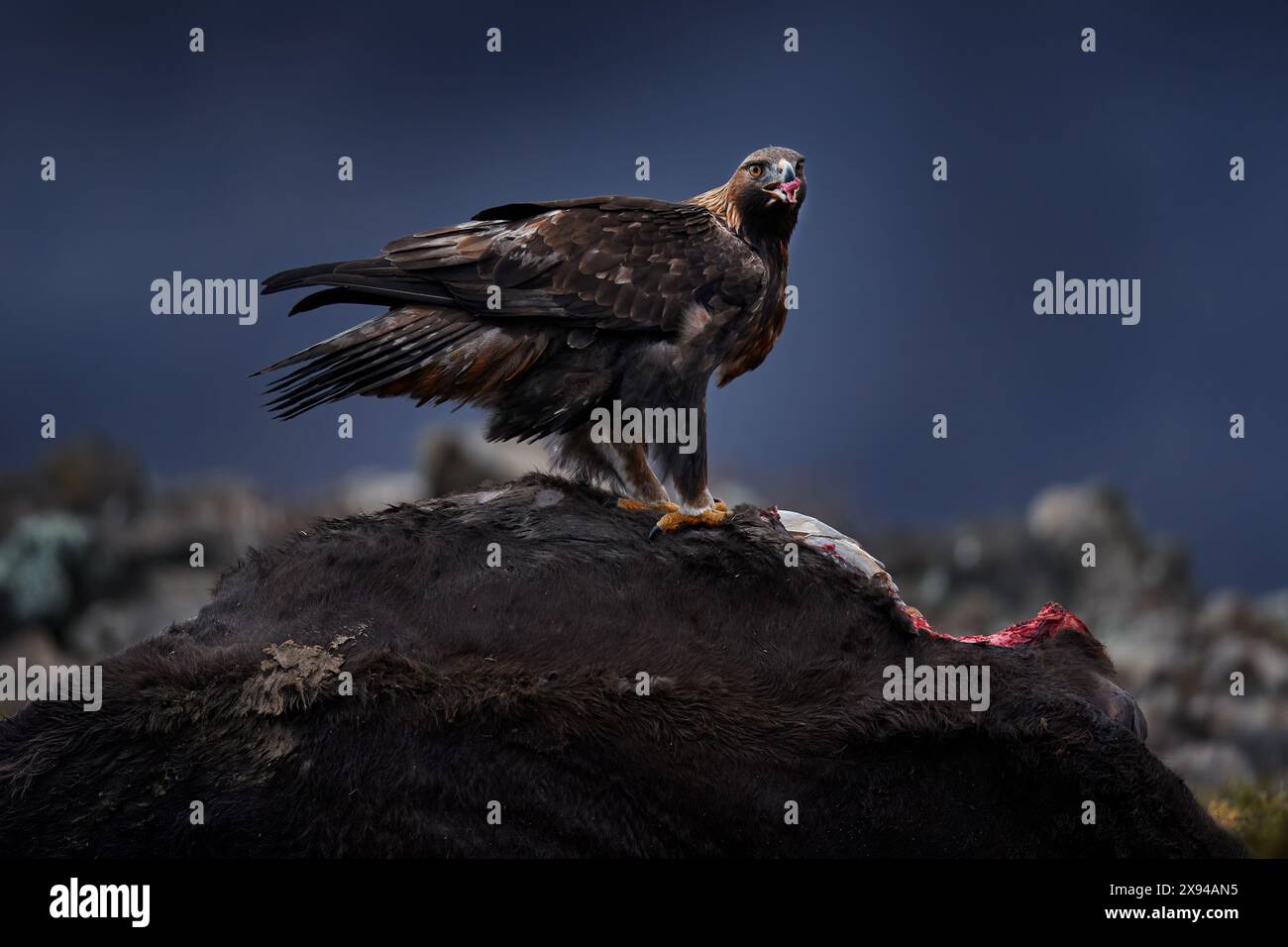 Eagle with cow calf carcass. Golden eagle, stone, Rhodopes mountain ...