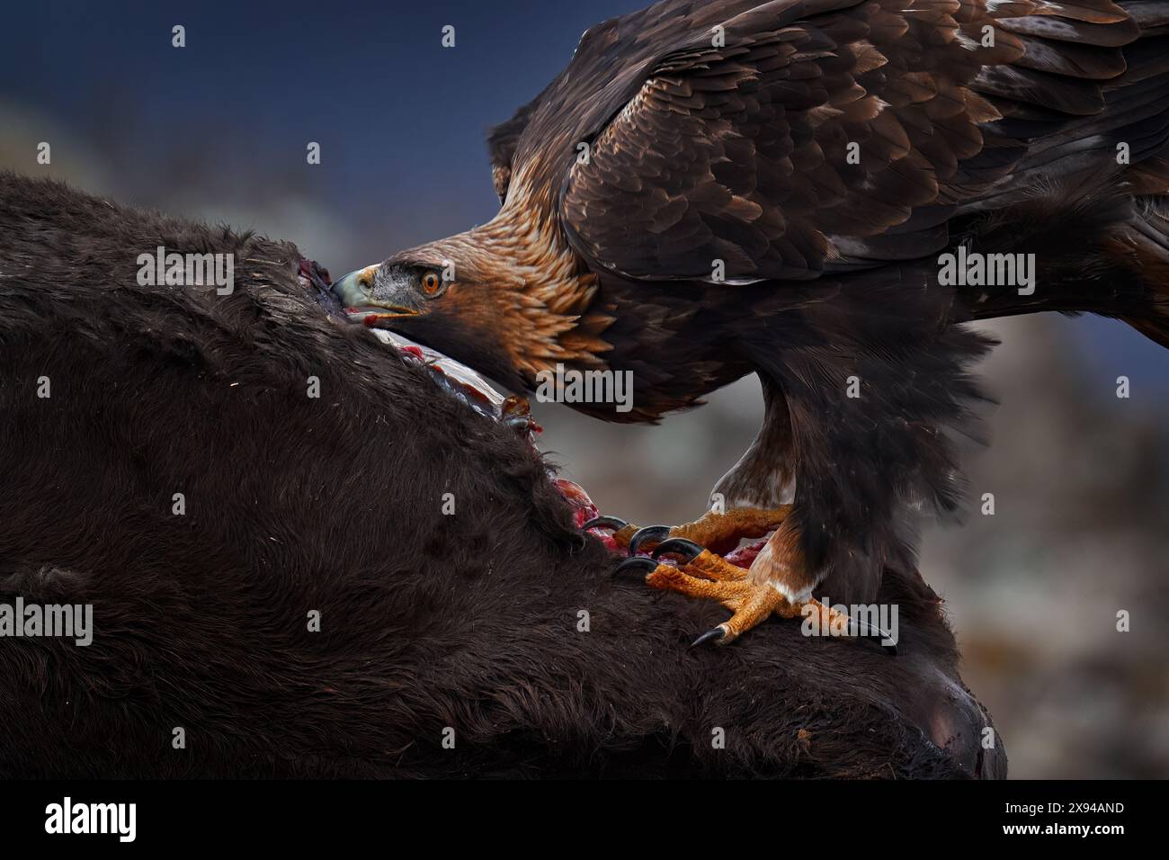 Eagle with cow calf carcass detail portrait. Golden eagle, stone ...