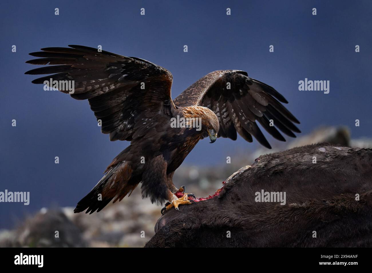 Eagle with cow calf carcass. Golden eagle, stone, Rhodopes mountain ...