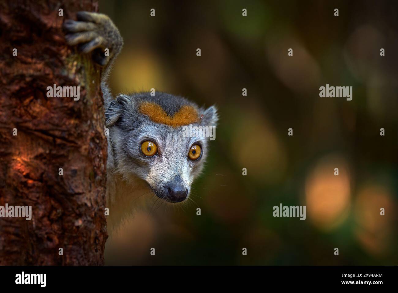 Lemur peeping in forest nature, wildlife. Eulemur coronatus, Crowned ...
