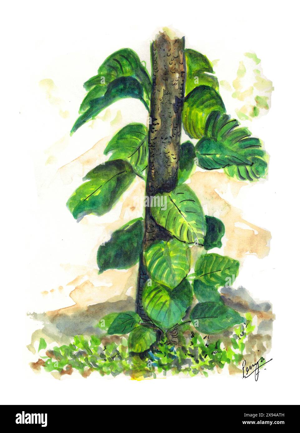 Tropical creeper plant Stock Photo - Alamy