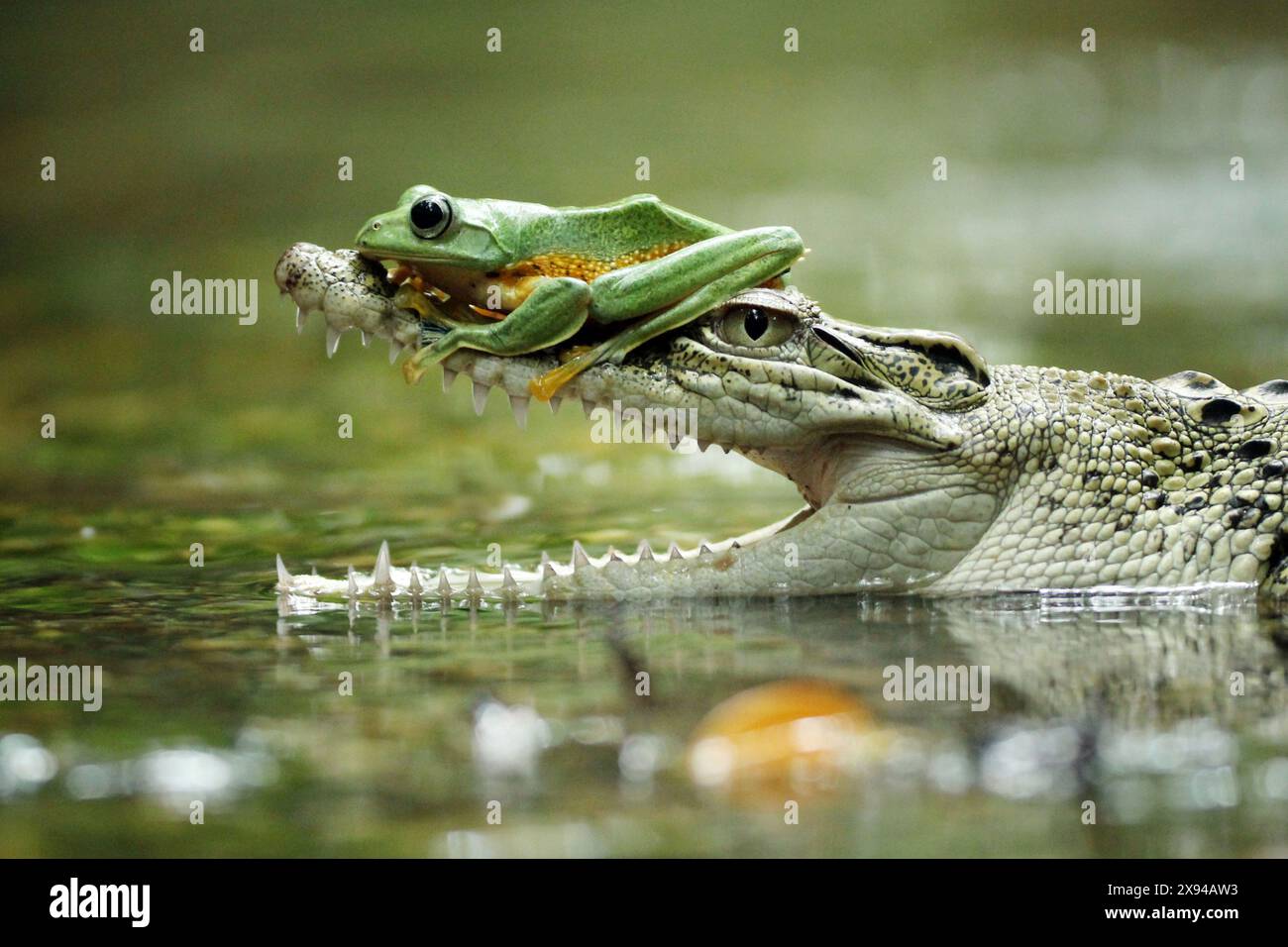 On the nose INDONESIA HILARIOUS images of a flying frog taking a ride ...