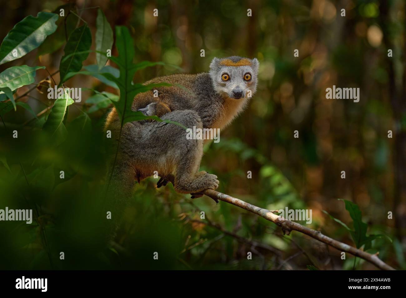 Eulemur coronatus, Crowned lemur, small monkey with young babe cub in ...