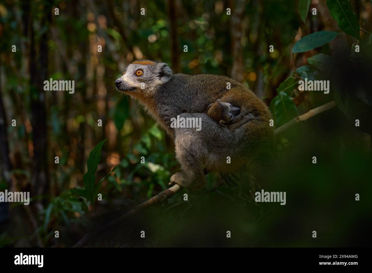 Eulemur coronatus, Crowned lemur, small monkey with young babe cub in ...
