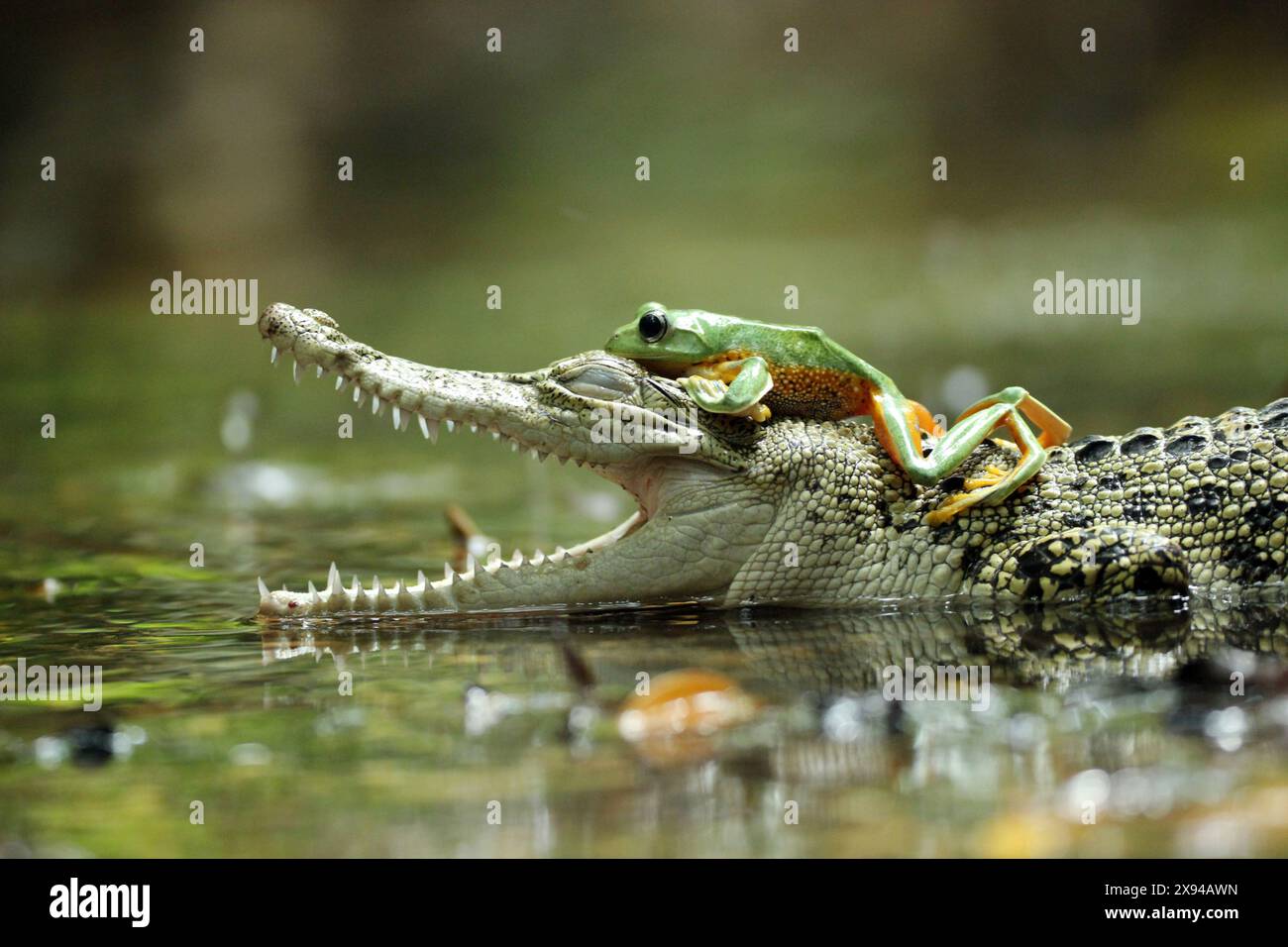 He is dangerous, but not for his friends. INDONESIA HILARIOUS images of ...