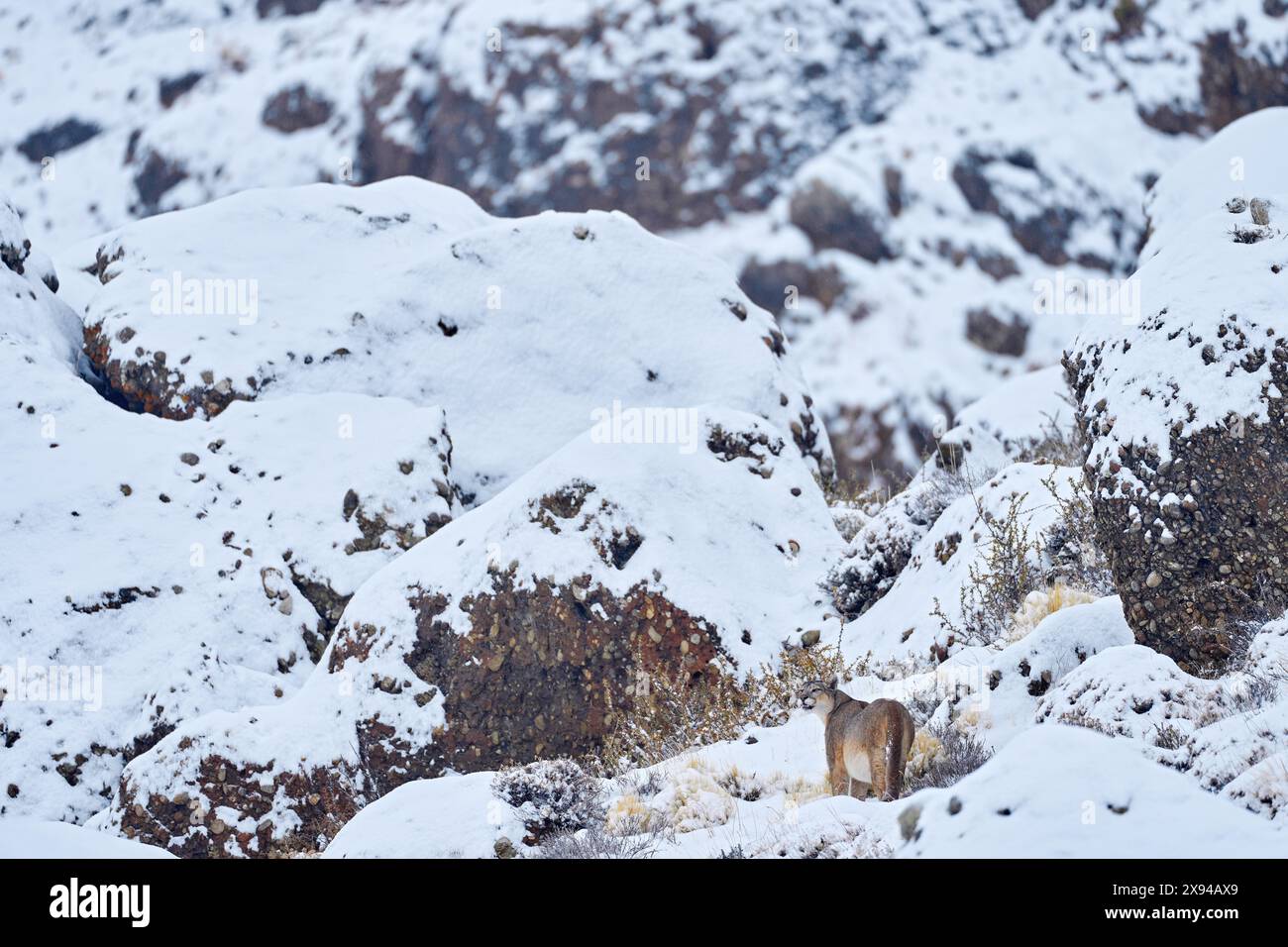 Puma in winter snow mountain. Wildlife nature in Torres del Paine NP in ...