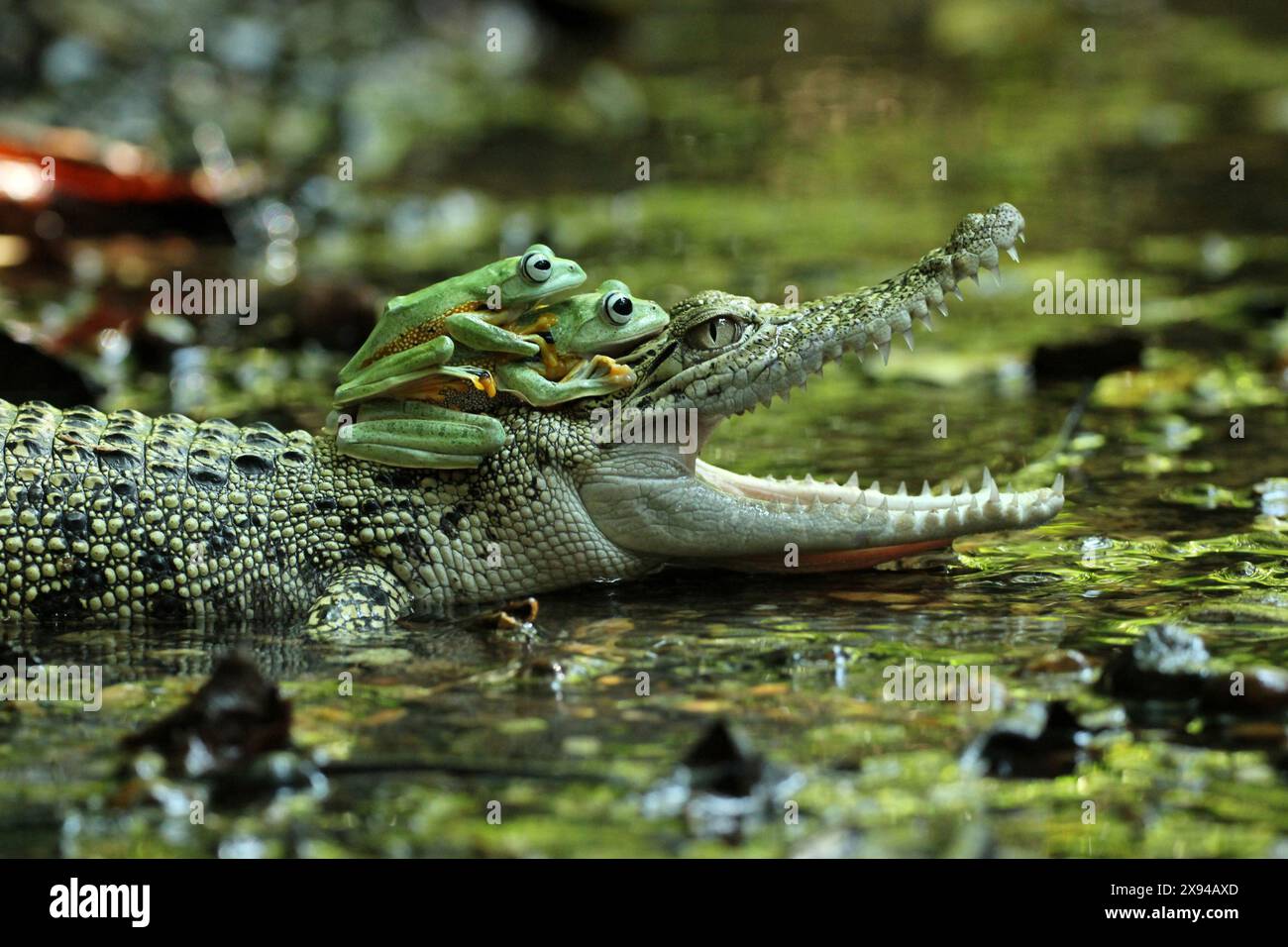 The backwater trio. INDONESIA HILARIOUS images of a flying frog taking ...