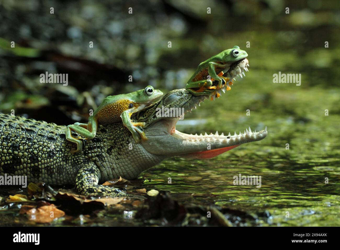 He just loves the croc's nose. INDONESIA HILARIOUS images of a flying ...