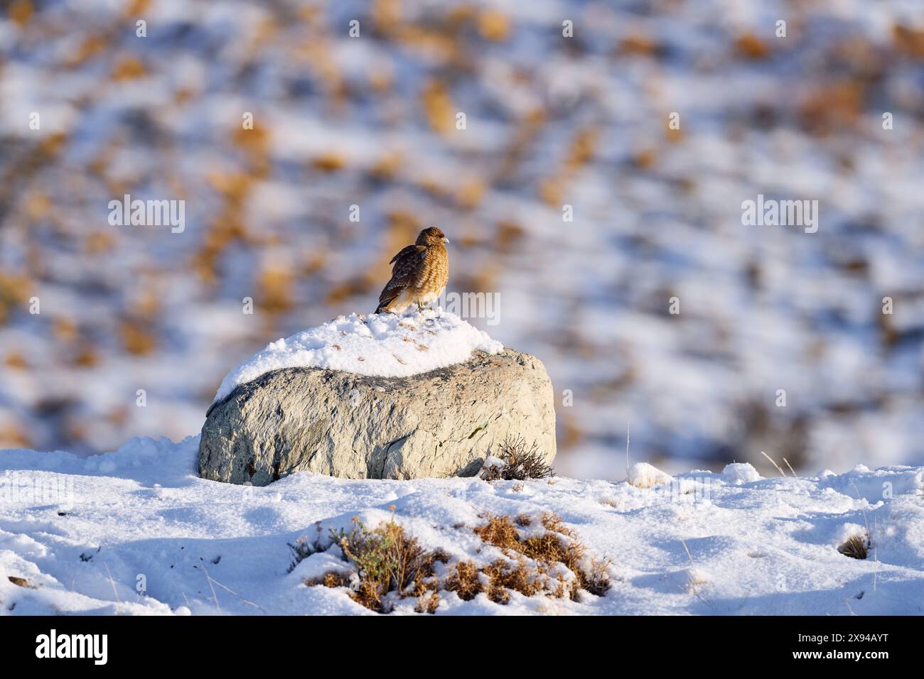 Chimango caracara, Phalcoboenus chimango, birds of prey sitting on the ...