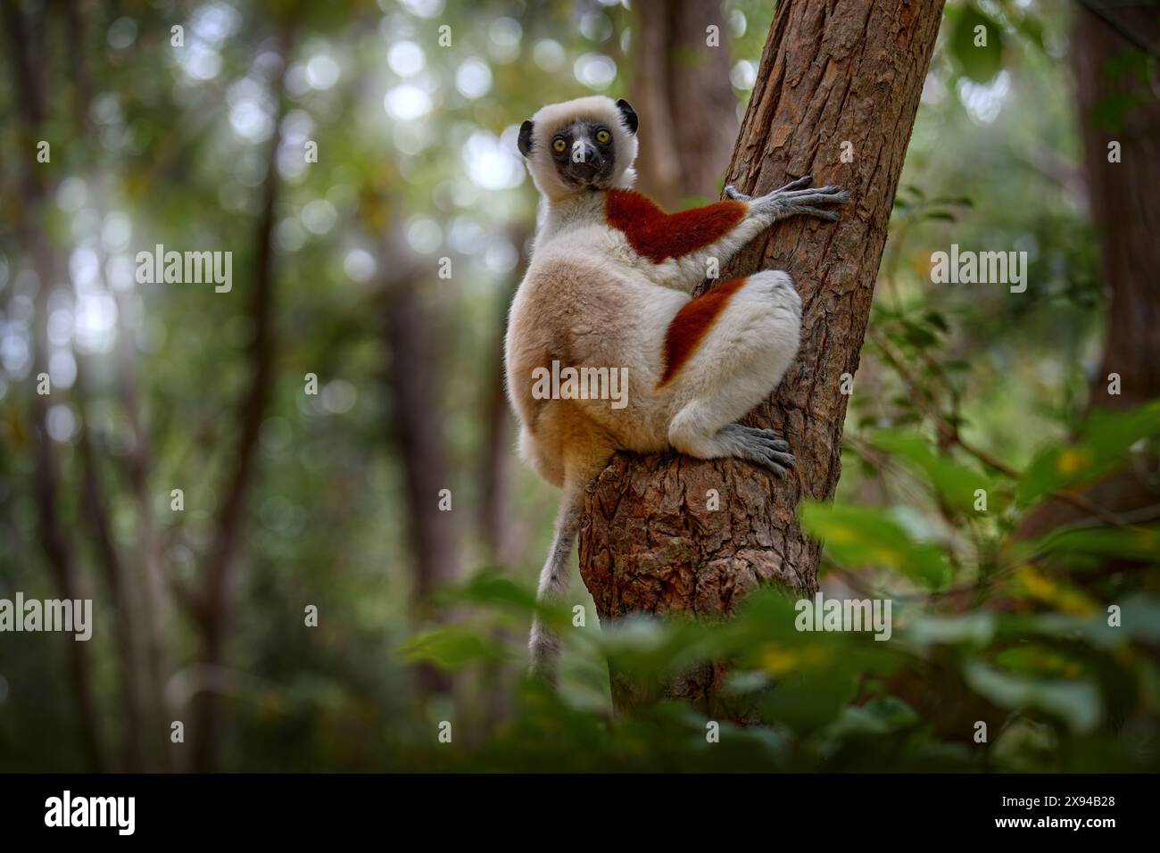 Madagascar endemic wildlife. Africa nature. Coquerel's sifaka ...