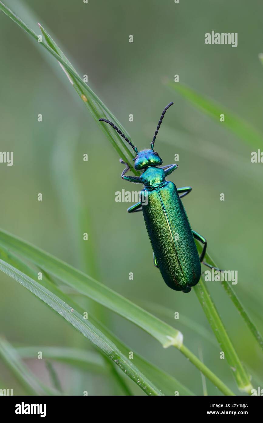 Spanische fliege hi-res stock photography and images - Alamy