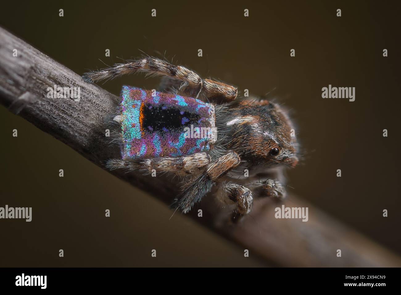 Maratus hakea, a Peacock spider from SW Western Australia. Informally ...