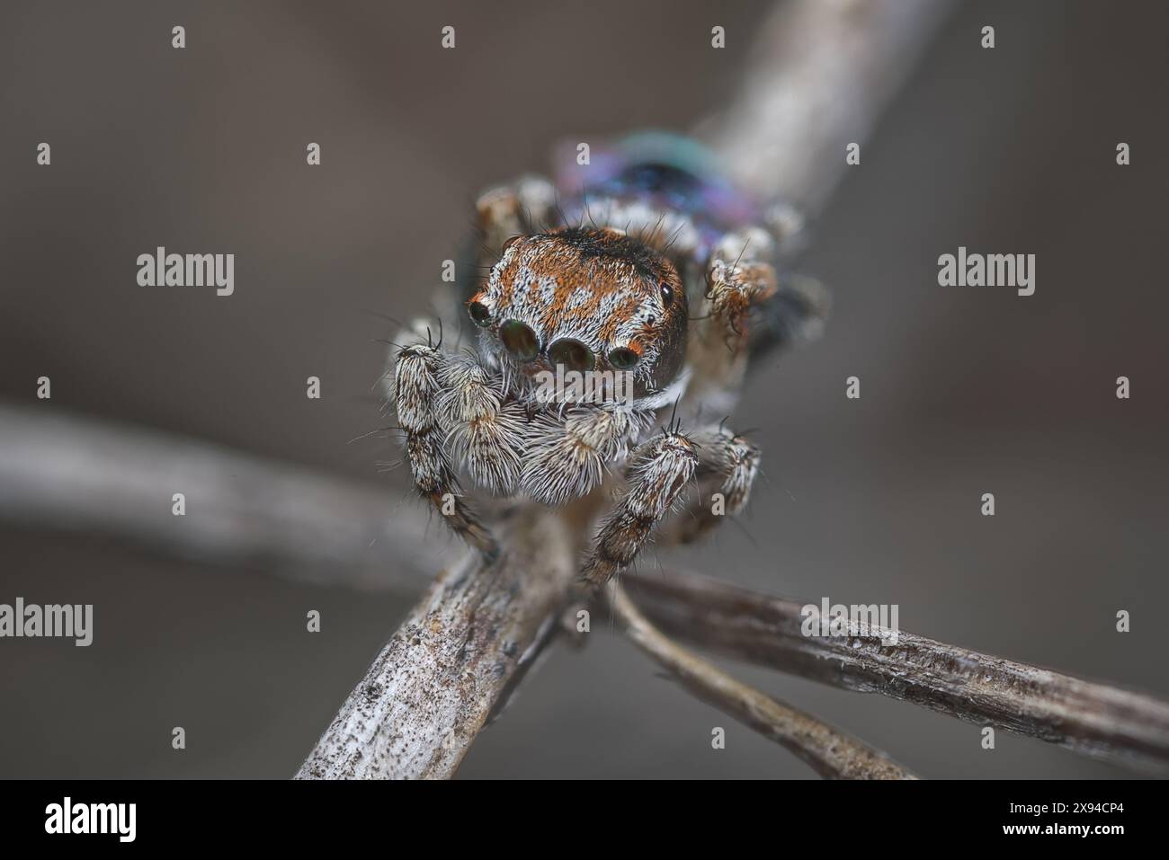 Maratus hakea, a Peacock spider from SW Western Australia. Informally ...