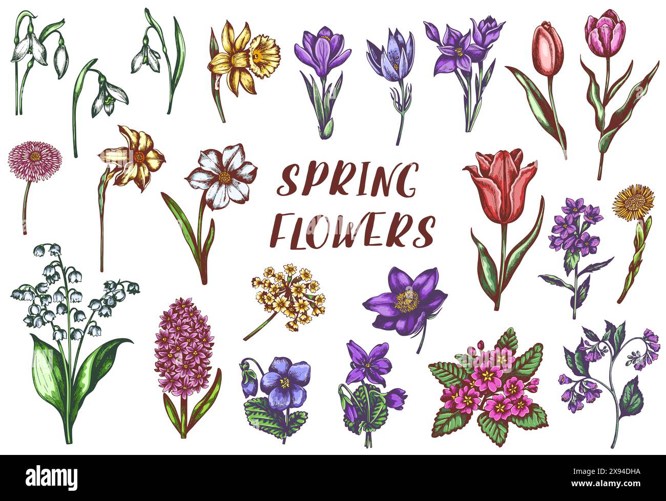 Set of hand drawn vintage spring flowers Stock Photo - Alamy