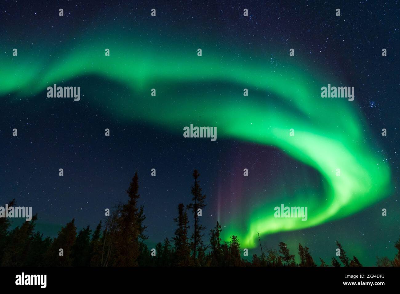 Green Aurora and fir trees silhouettes. Yellowknife, Northwest ...