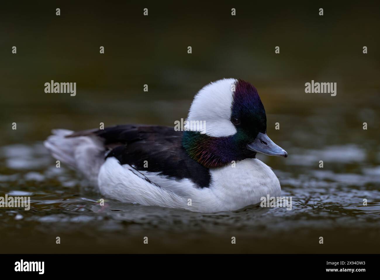 Bufflehead, Bucephala albeola, small sea duck, black white duck from ...