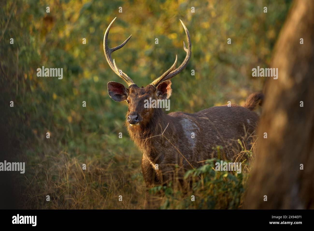 Sambar, Rusa unicolor, in nature habitat, Kabini Nagarhole NP, India ...