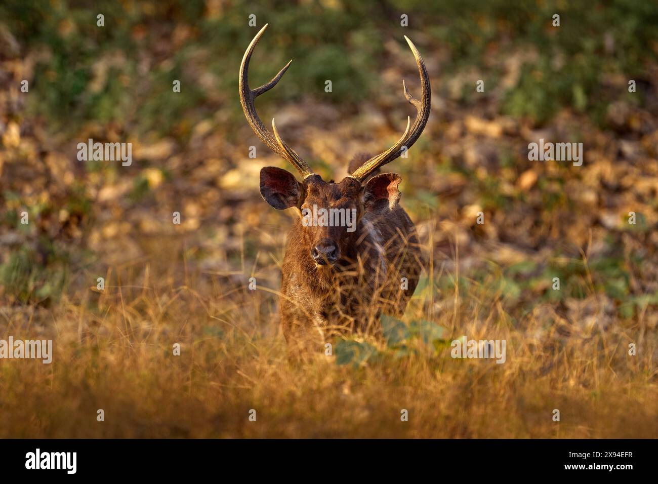 Sambar, Rusa unicolor, in the nature habitat, Kabini Nagarhole NP ...