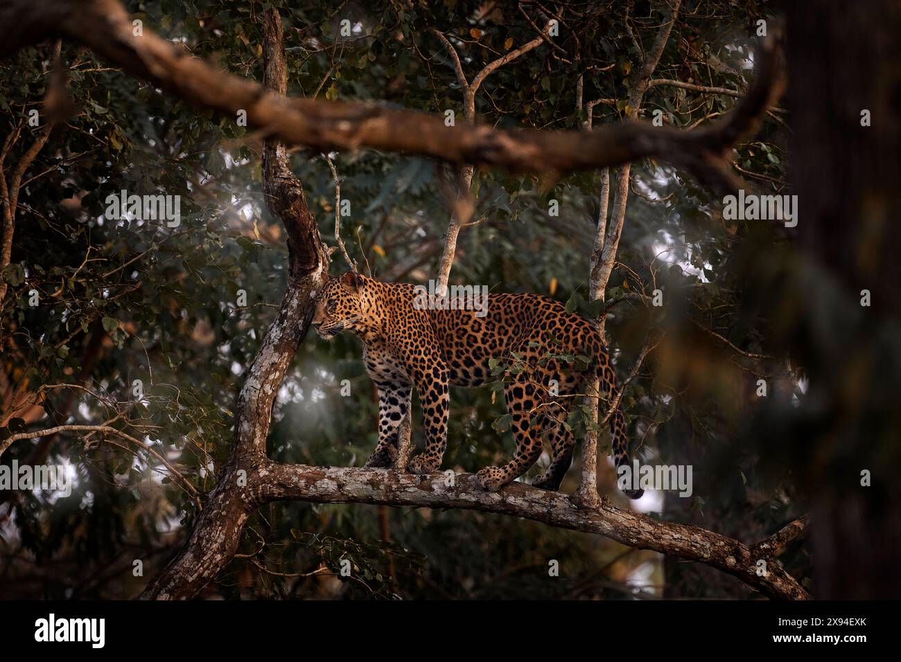 India wildlife, leopard on the tree in the forest. Indian leopard ...