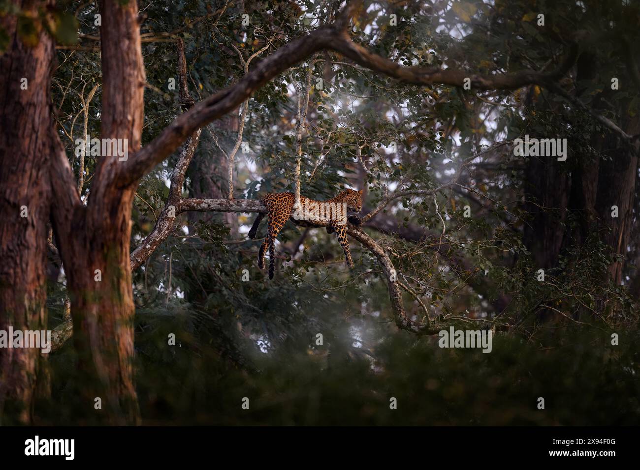 India wildlife, leopard on the tree in the forest. Indian leopard ...