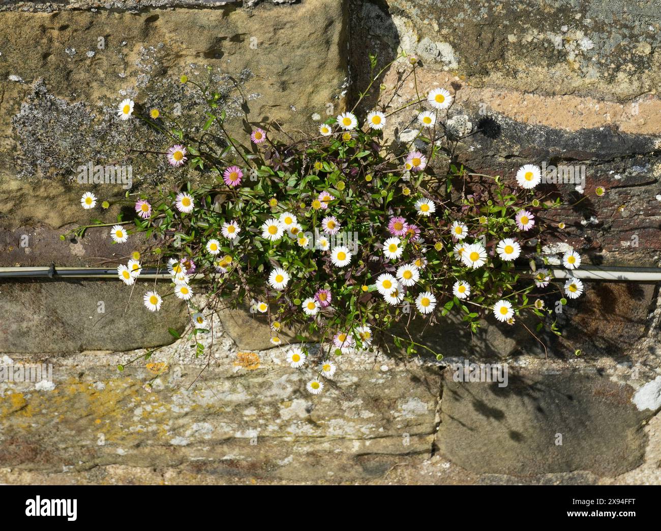 Beautiful daisies growing on a stone wall in the sunshine Stock Photo ...