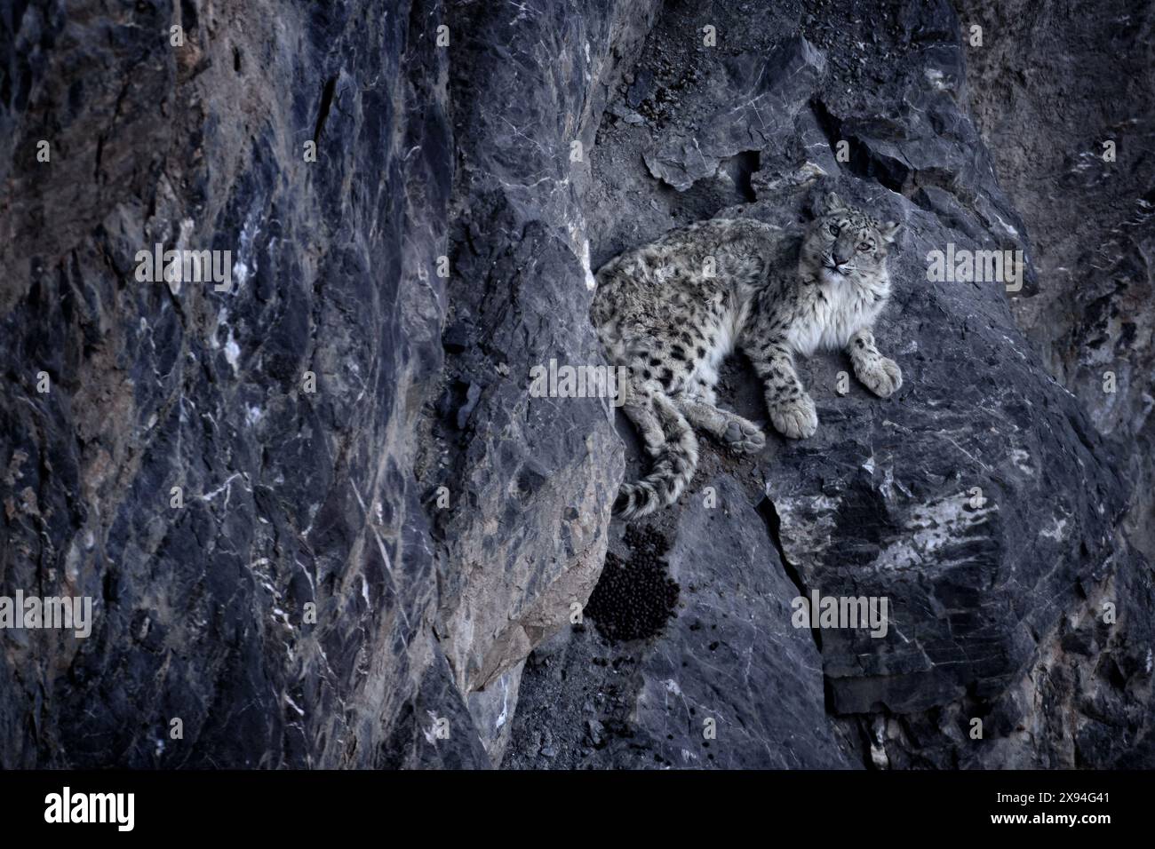 Snow leporad in the nature mountain habitat, Spiti Valley, Himalayas in ...