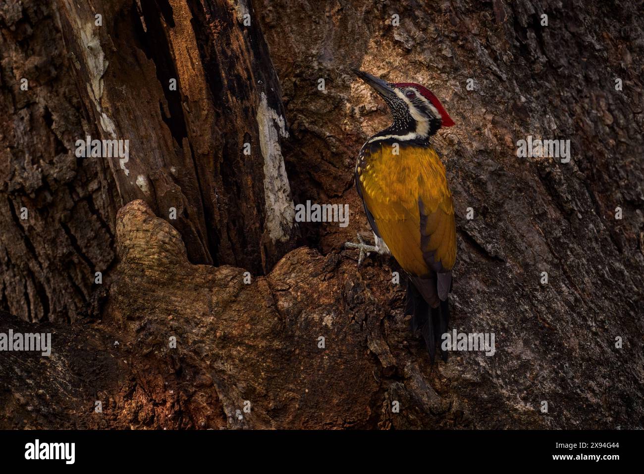 Woodpecker - birdwatching in India. Black-rumped Flameback, Dinopium ...