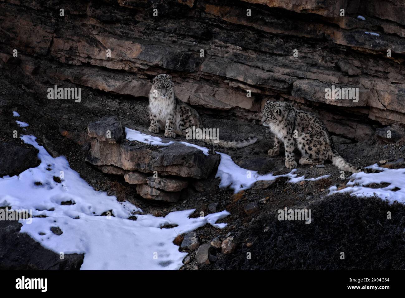 Snow leporad in the nature mountain habitat, Spiti Valley, Himalayas in India. Snow leopard ...