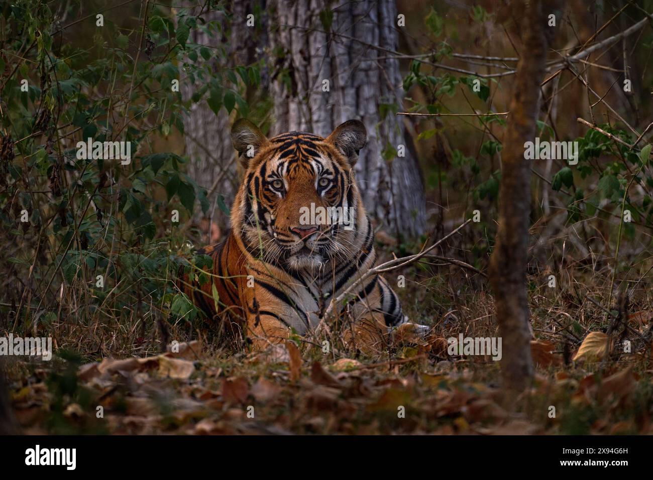 Indian tiger walk between the tree, hidden in the forest. Big orange ...