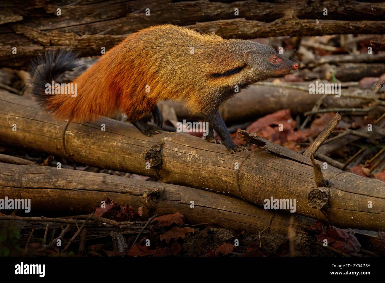 Stripe-necked Mongoose, Herpestes vitticollis, fur coat animal in the ...