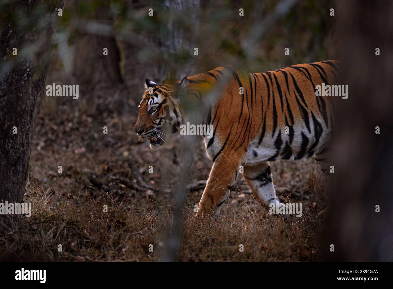 Indian tiger walk between the tree, hidden in the forest. Big orange ...