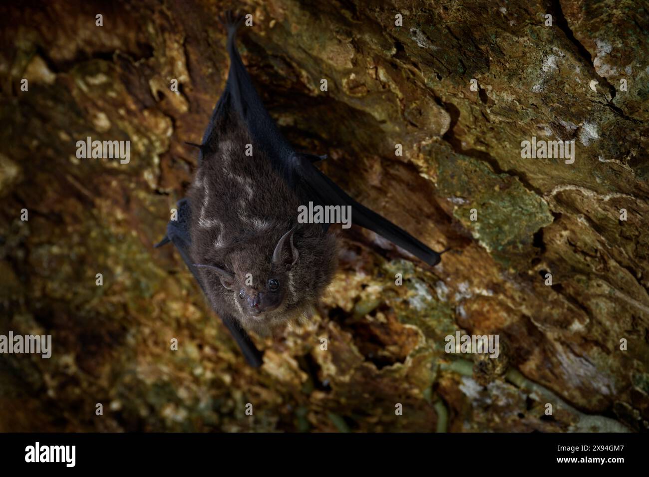 Proboscis bat, Rhynchonycteris naso, on the tree trunk in the tropic ...