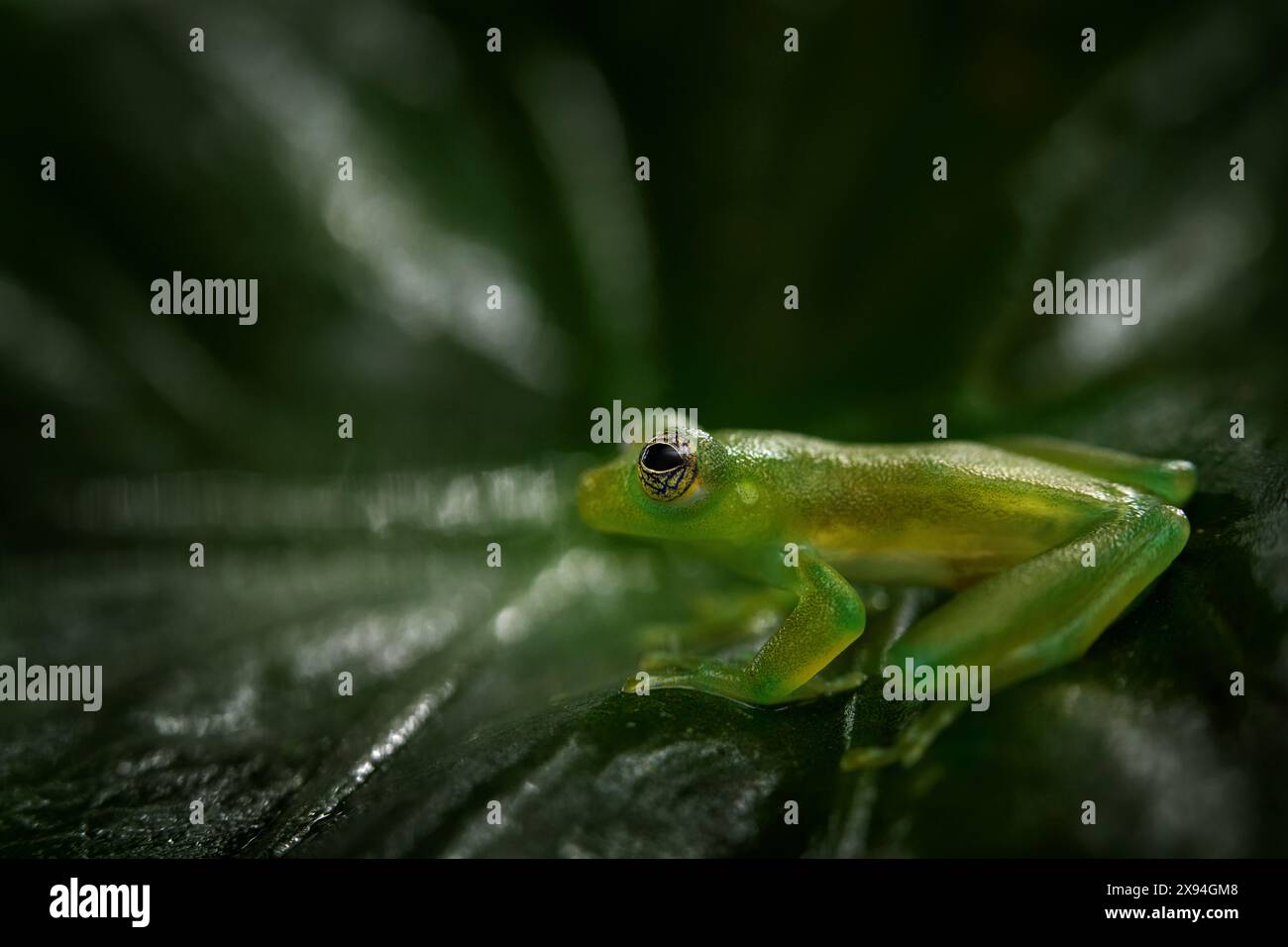 Teratohyla spinosa, Spiny Glass Frog, Puerto Viejo in Costa Rica. Small ...