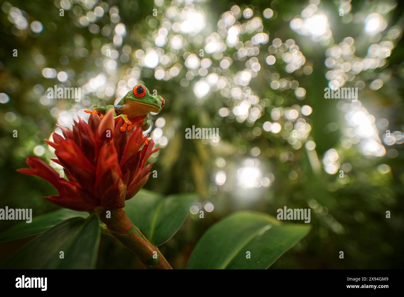 Wildlife. Frog from Costa Rica, wide angle lens. Wildlife scene tropic forest, animal in the ...