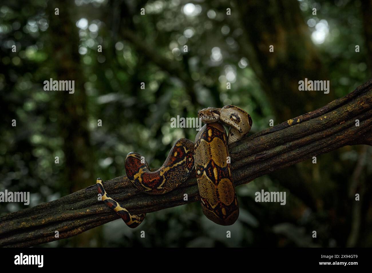 Snake in the forest habitat, Corcovado NP, Costa Rica. Boa constrictor ...